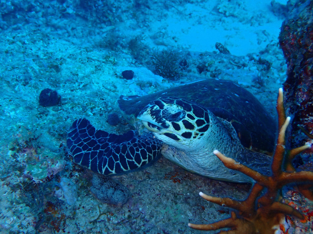 Bula and welcome from Fiji – Frog Dive